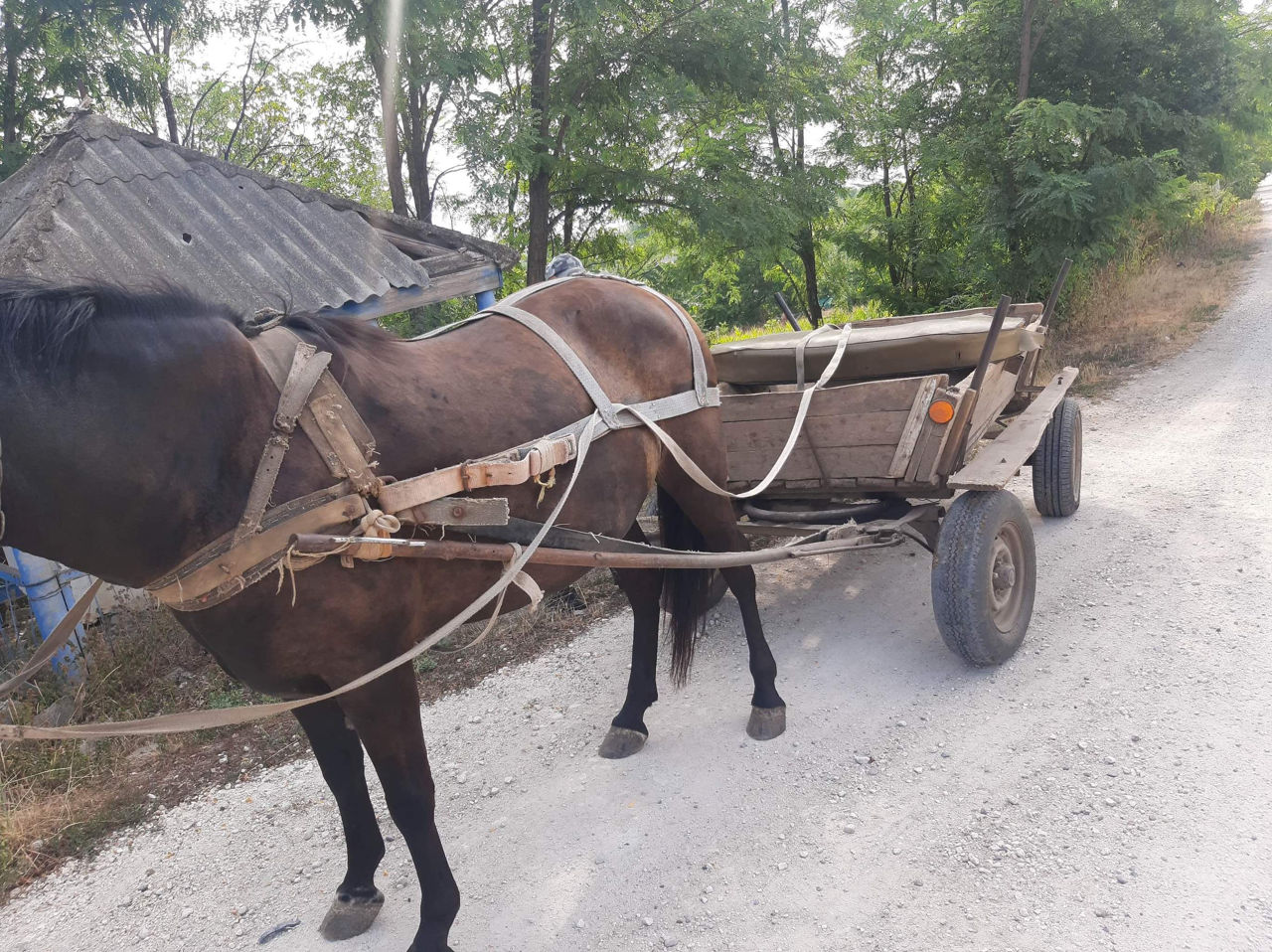 Vind cal cu căruță