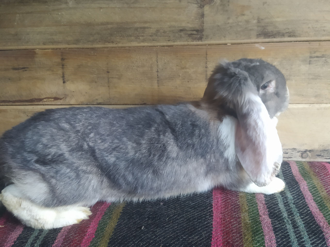 Iepuri berbec german