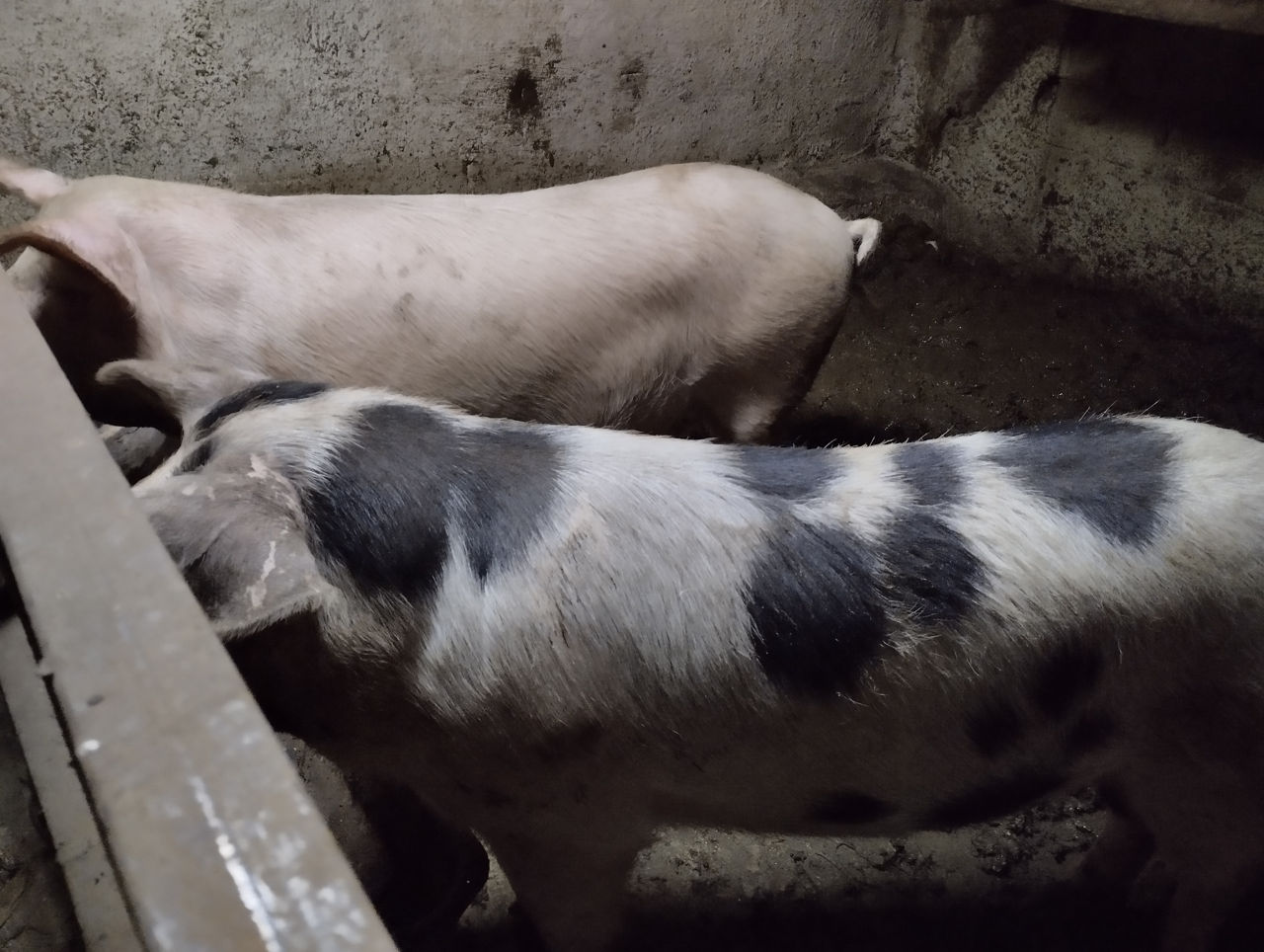 Vînd pun porc de carne