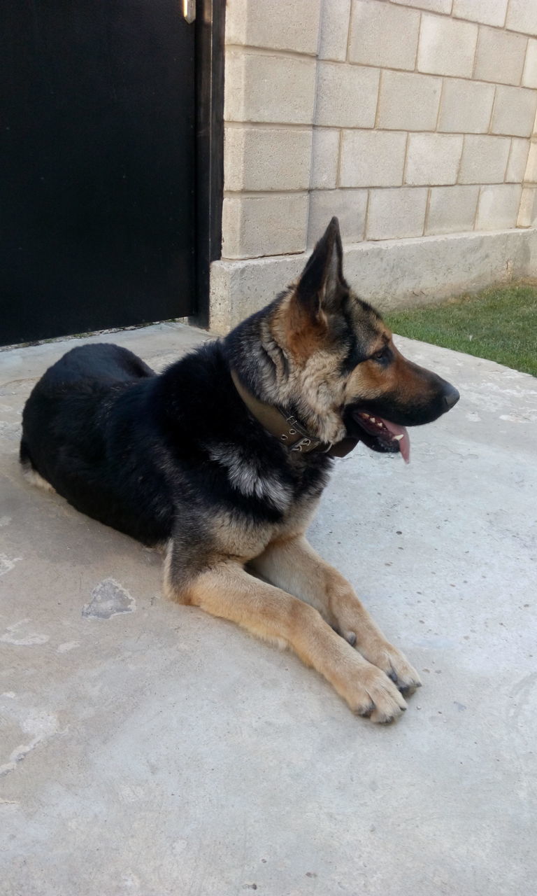 Vind catelusi de rasa восточьно-европейская