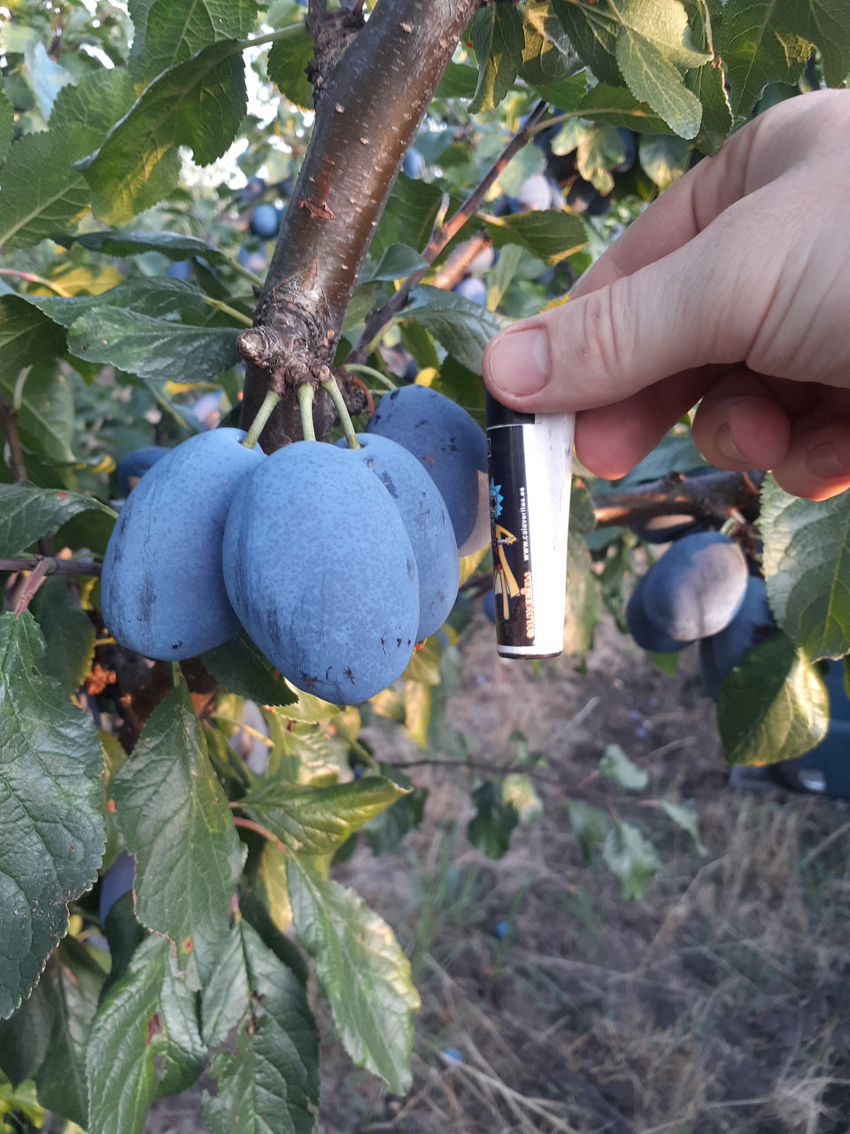 Prune stanley de vînzare!!