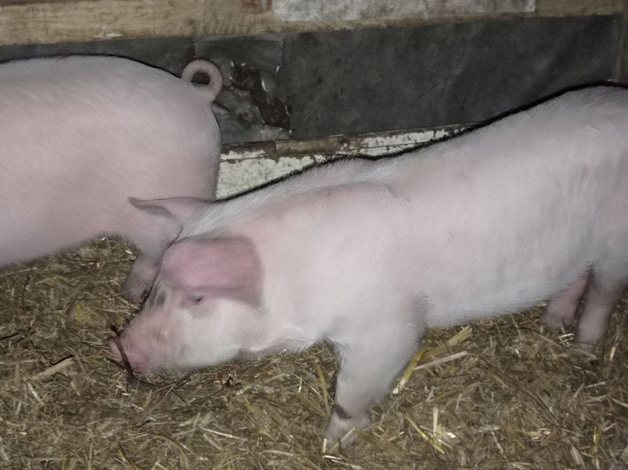 Purcei frumoşi sunt şi băieţi şi fete sunaţi cu preţu ne ţălegem