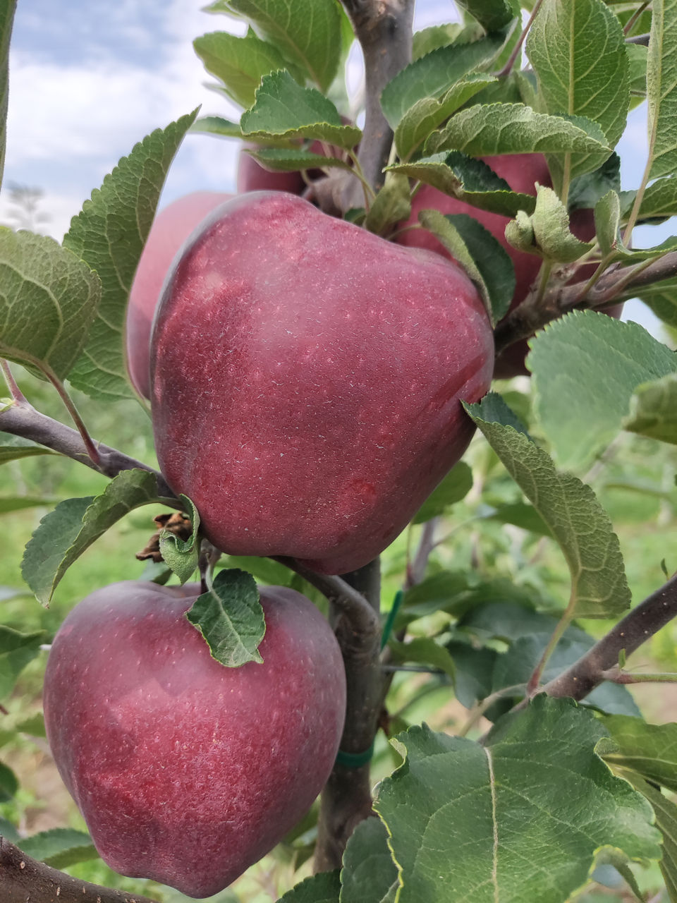 Mere Red Velox/Яблоки Ред Beлокс