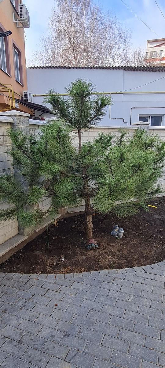 Pinul negru decorativ