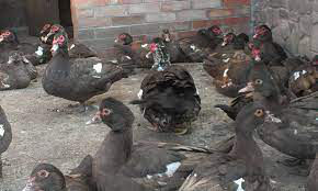 Vind rati &ratoi muti-120 lei/kg-masa vie de saminta -or.orhei