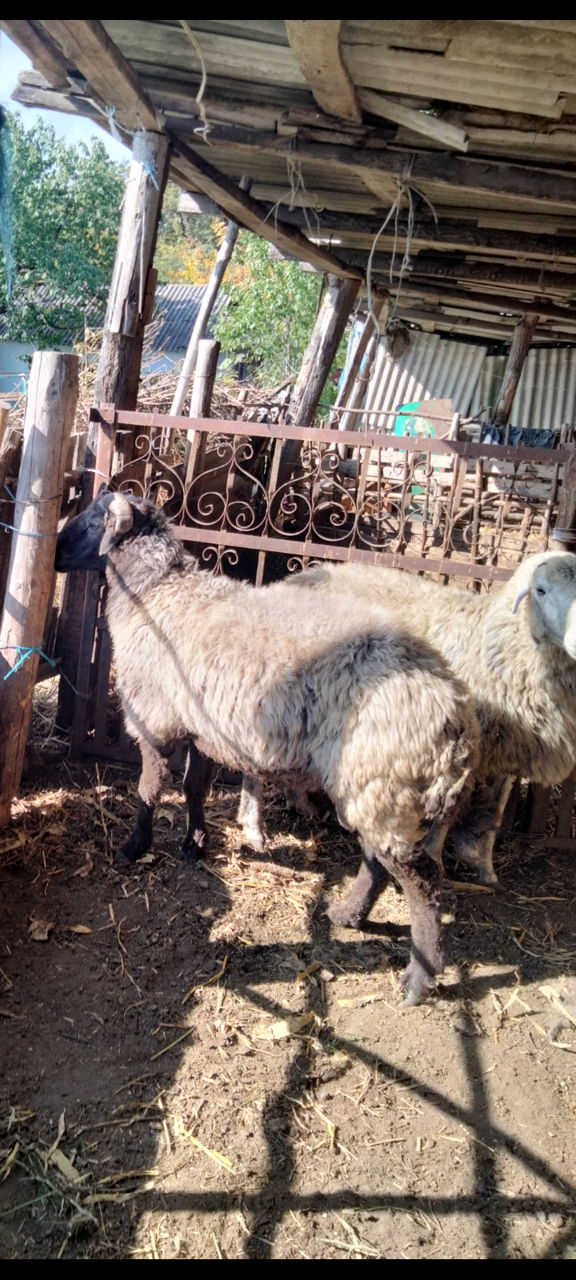 Vînd doi berbeci ,brumăriu și buhar