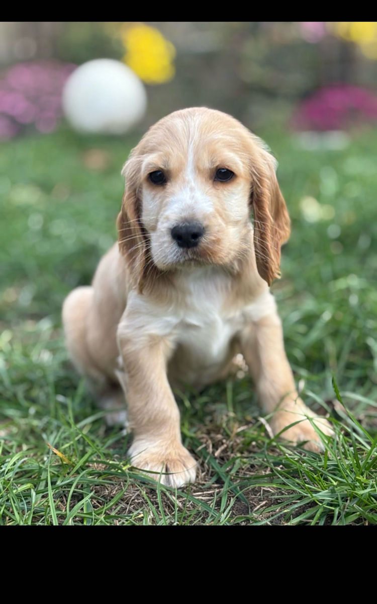 Cocker Spaniel de vânzare – pui adorabil cu acte!