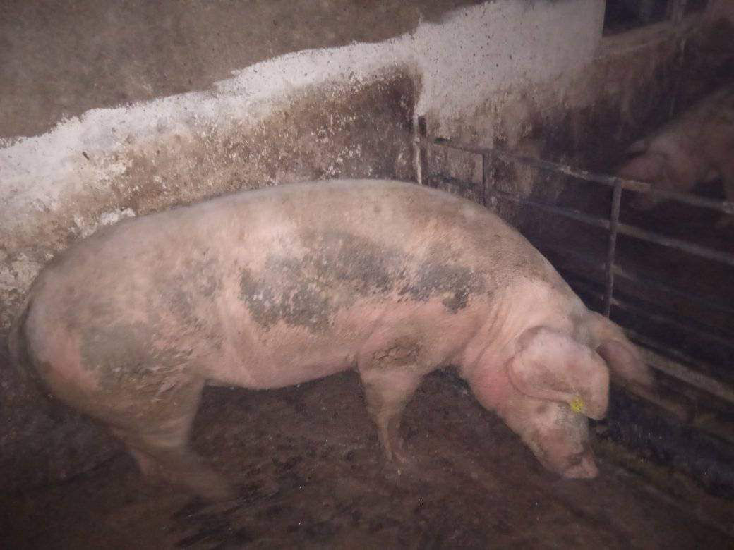 Vindem porci de tăiat și de a făta