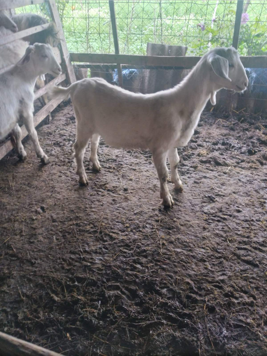 Se vinde capre si stina