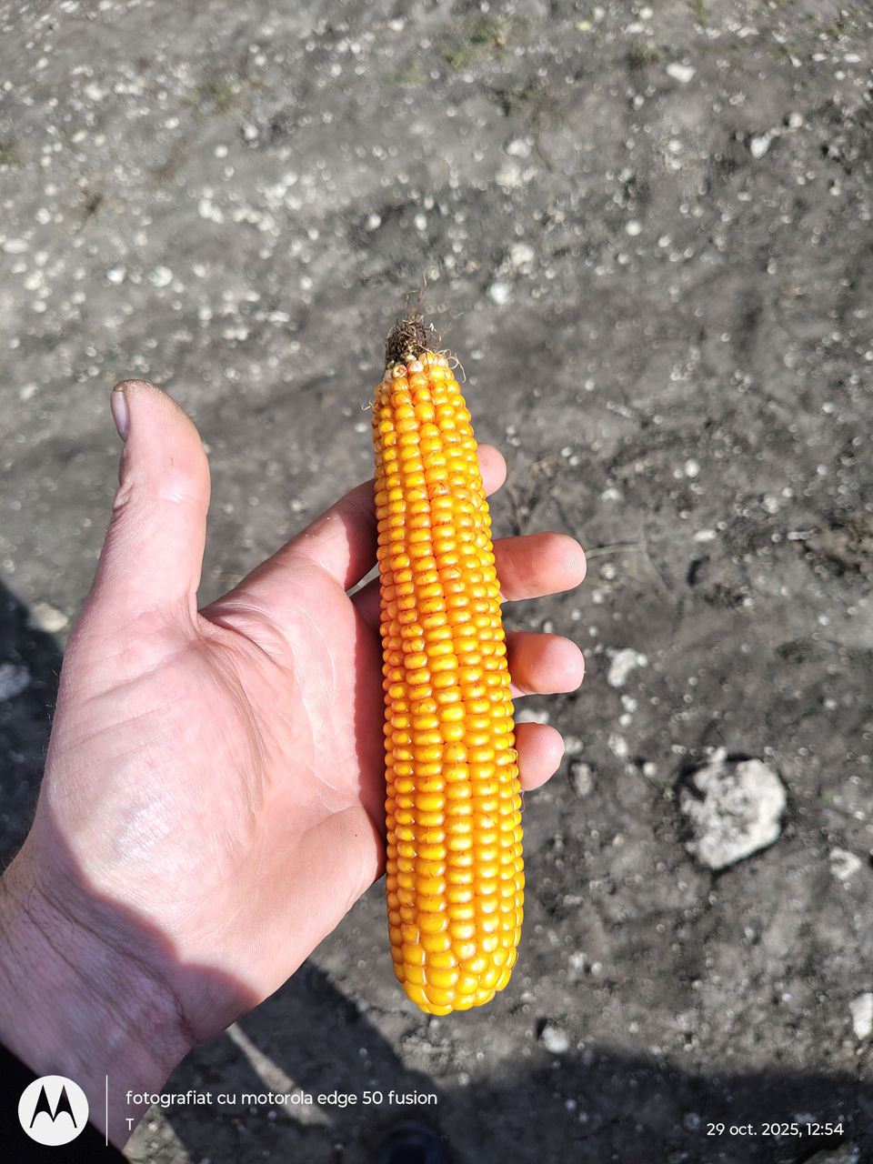 Vind porumb vând porumb продаю кукурузу
