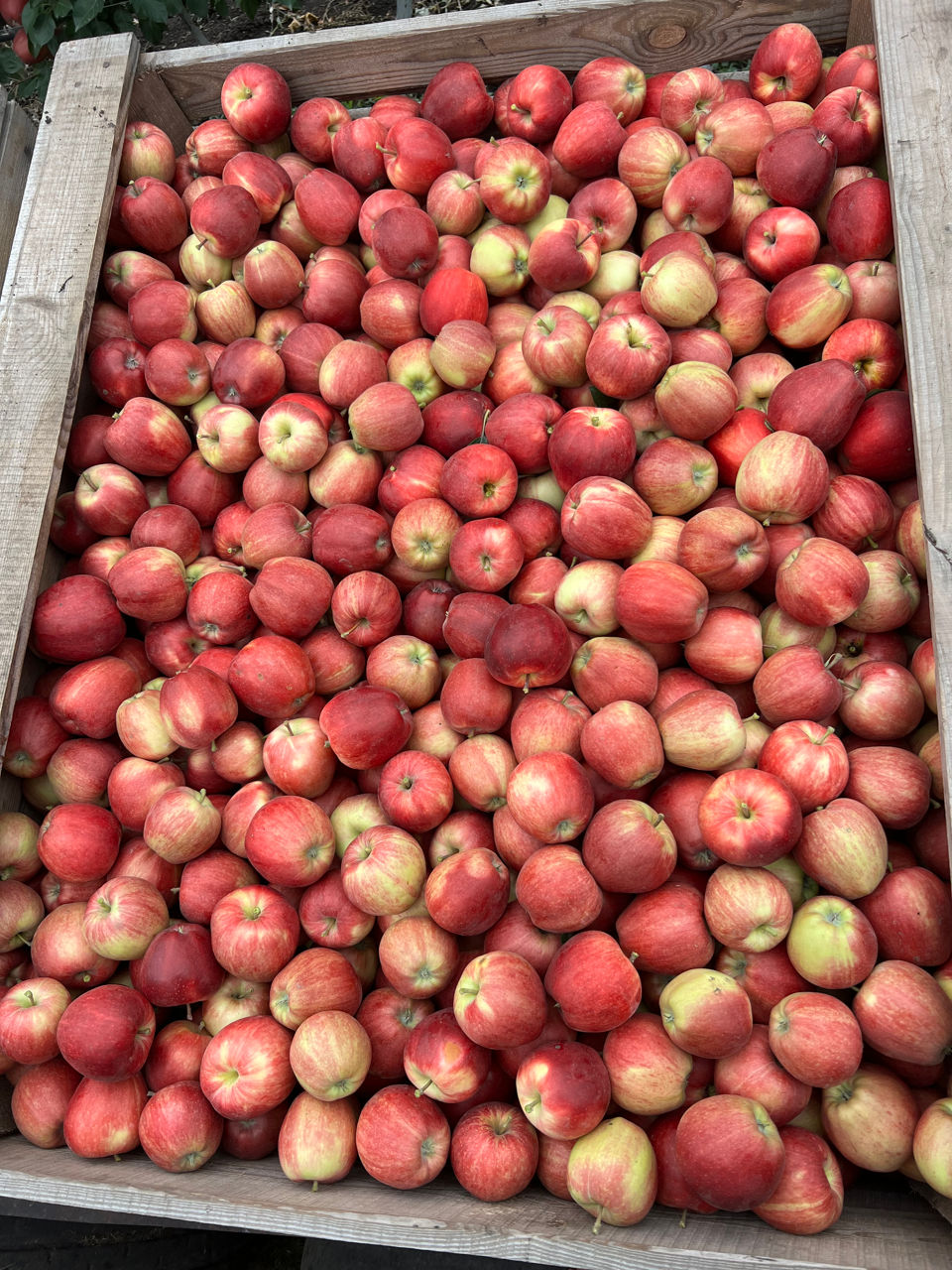 Vindem mere Champion reno și gala dark ann