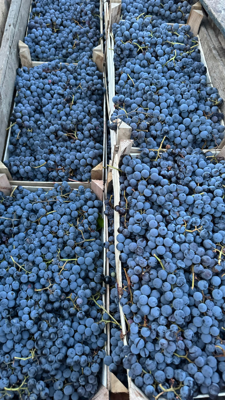 Struguri Izabela 12 t