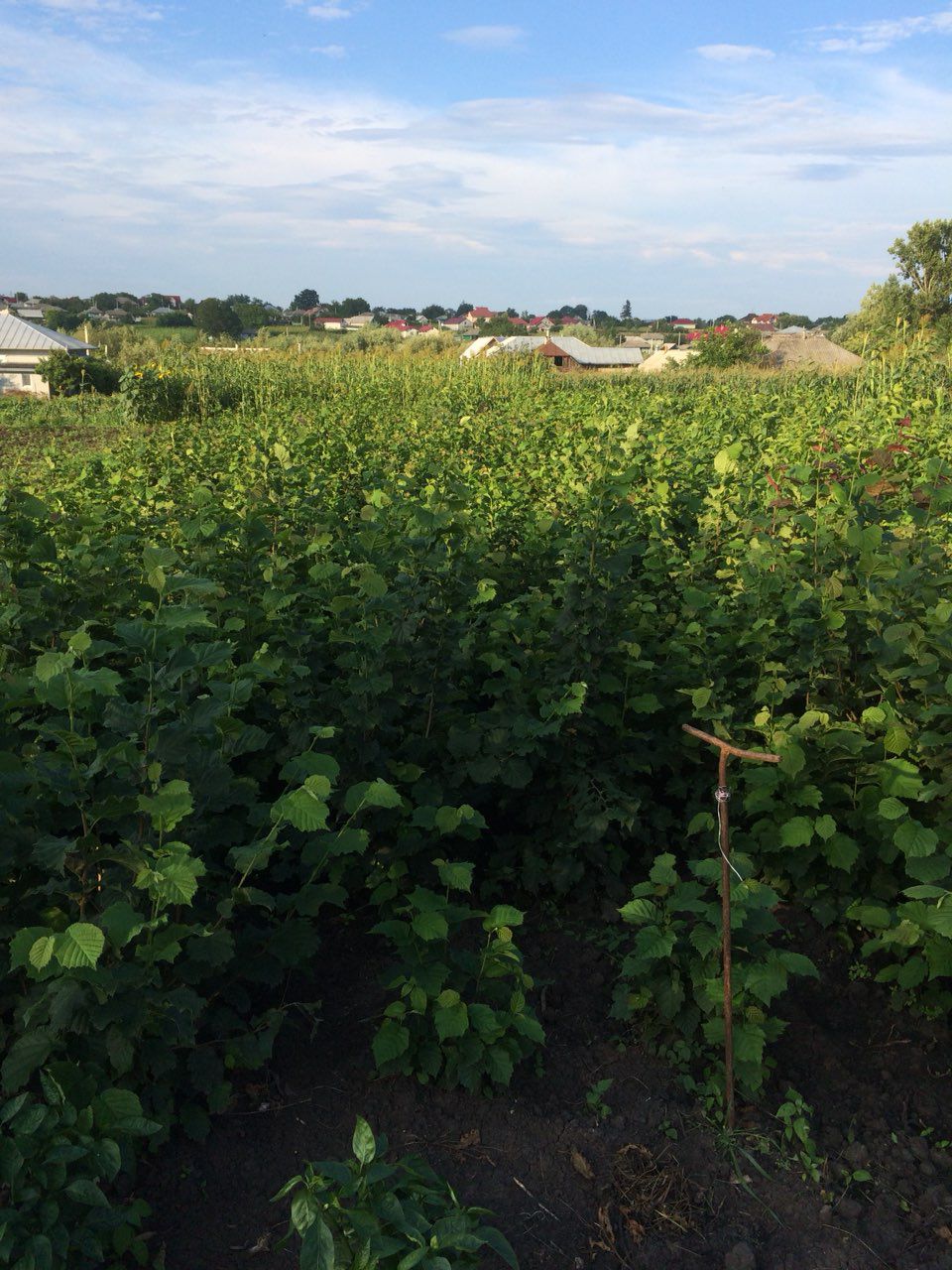 Vind copaci de alun,corn,calina,nuc,tei,precum si copaci fructifieri de ...