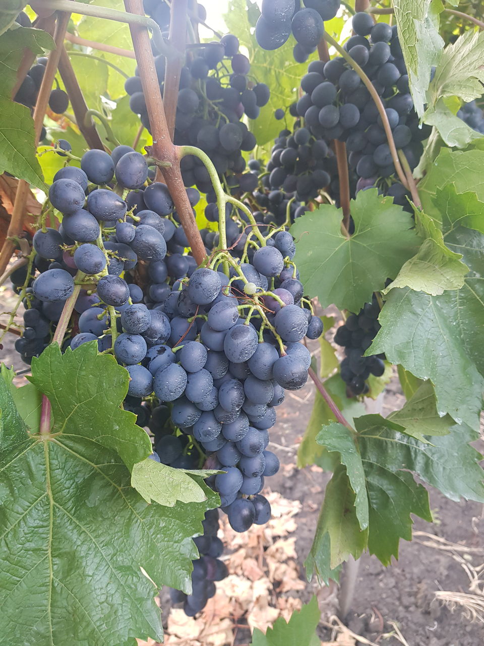 Struguri pentru vin Moldova