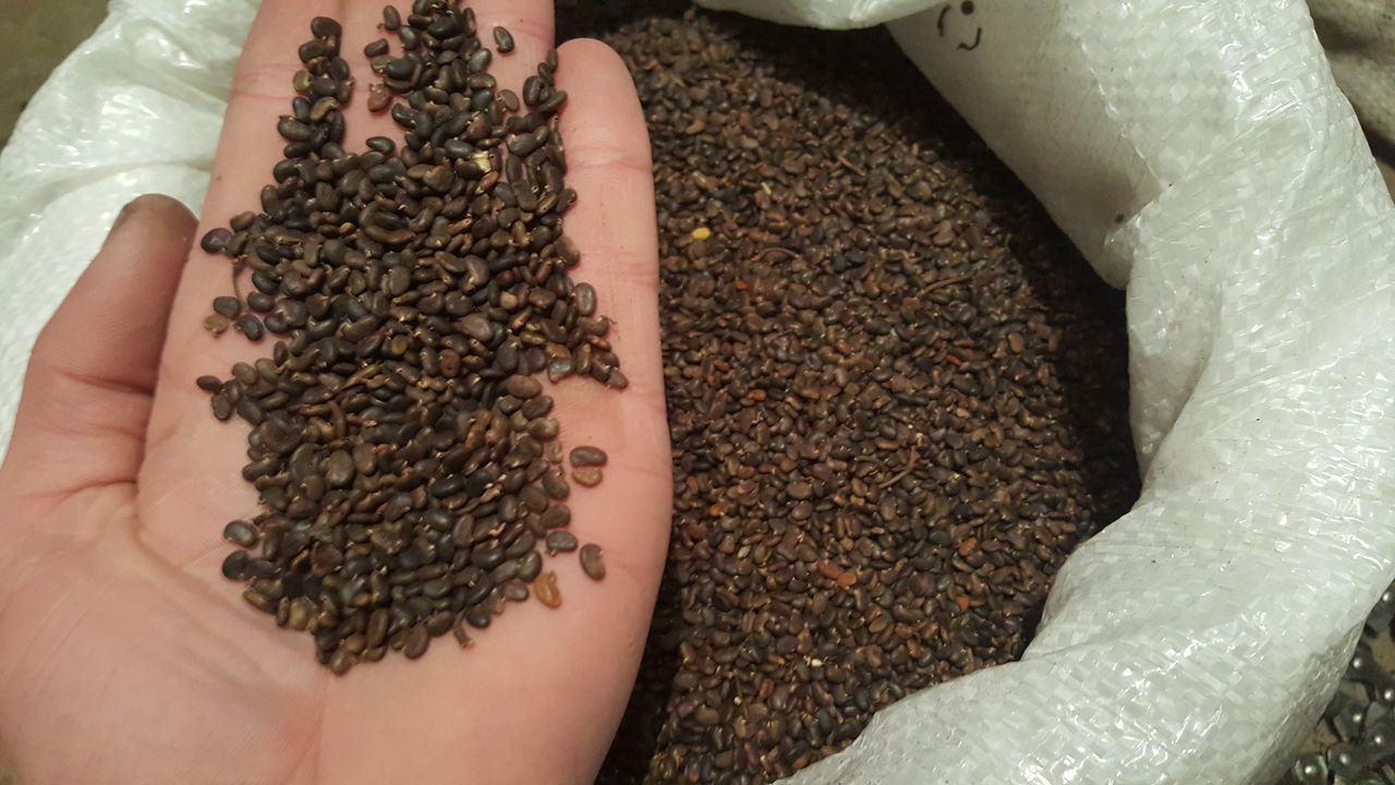 Vind seminte de salcim