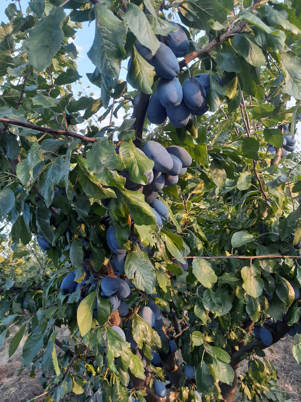 Vând prune uscate stanley