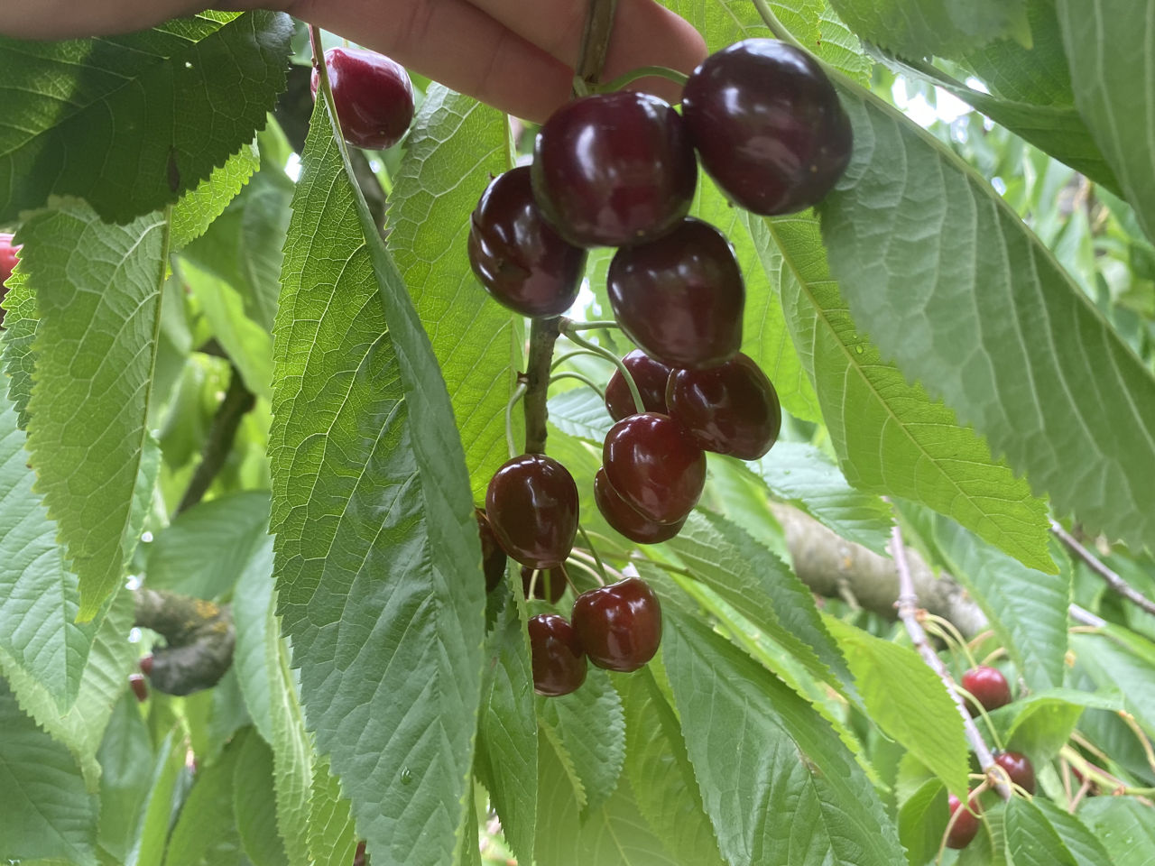 Vind 3-4 tone de cirese cireasa Vinca