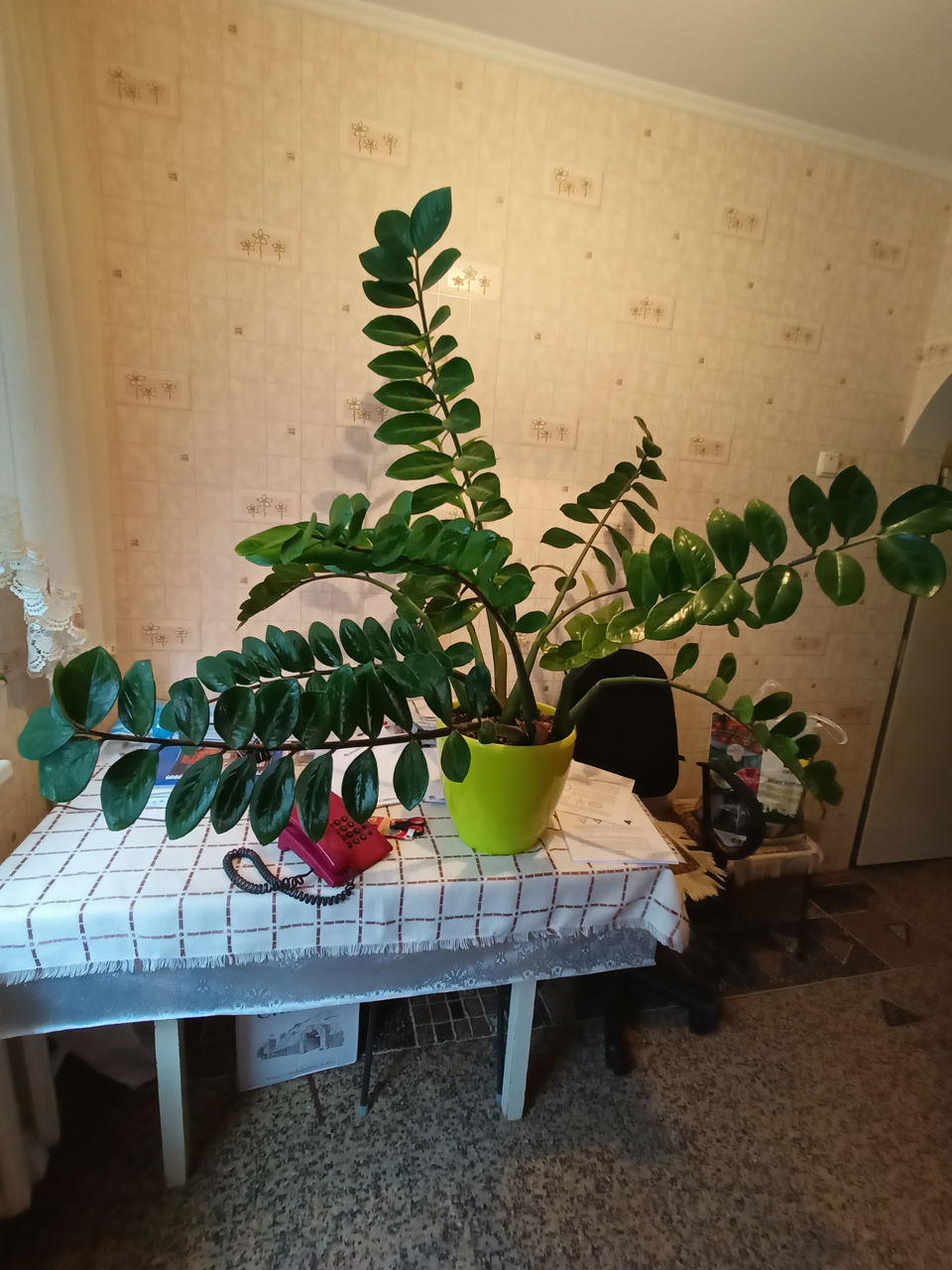 Copacul dolarului.
