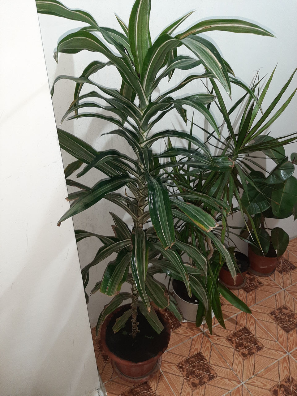 Vînd flori de camera