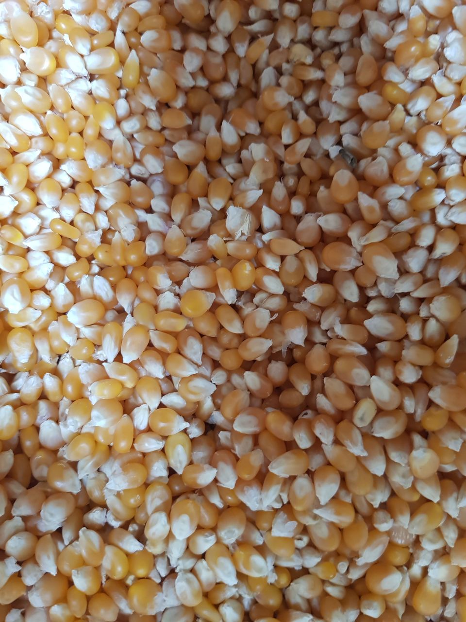 Porumb pentru pop corn