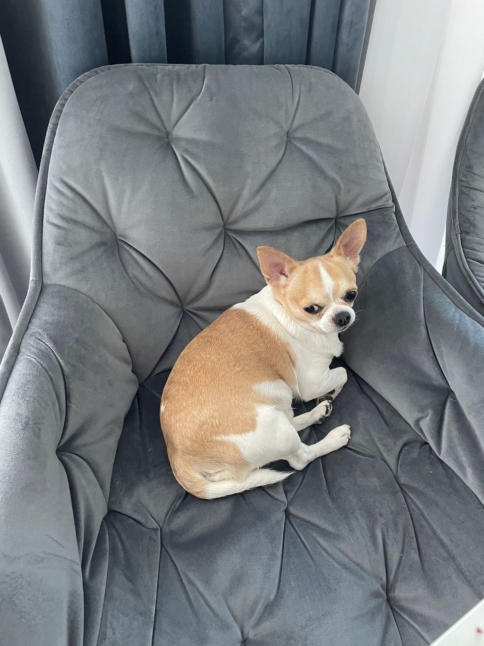 Imperechere Chihuahua
