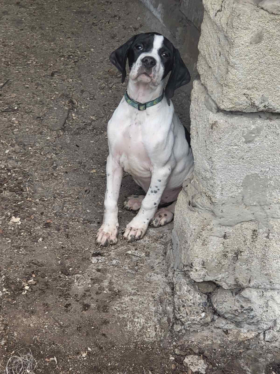 Английский поинтер.Pointer englez.