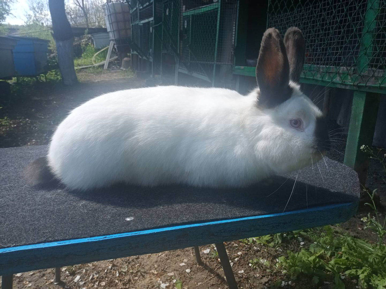 Vind mascul California lucrator