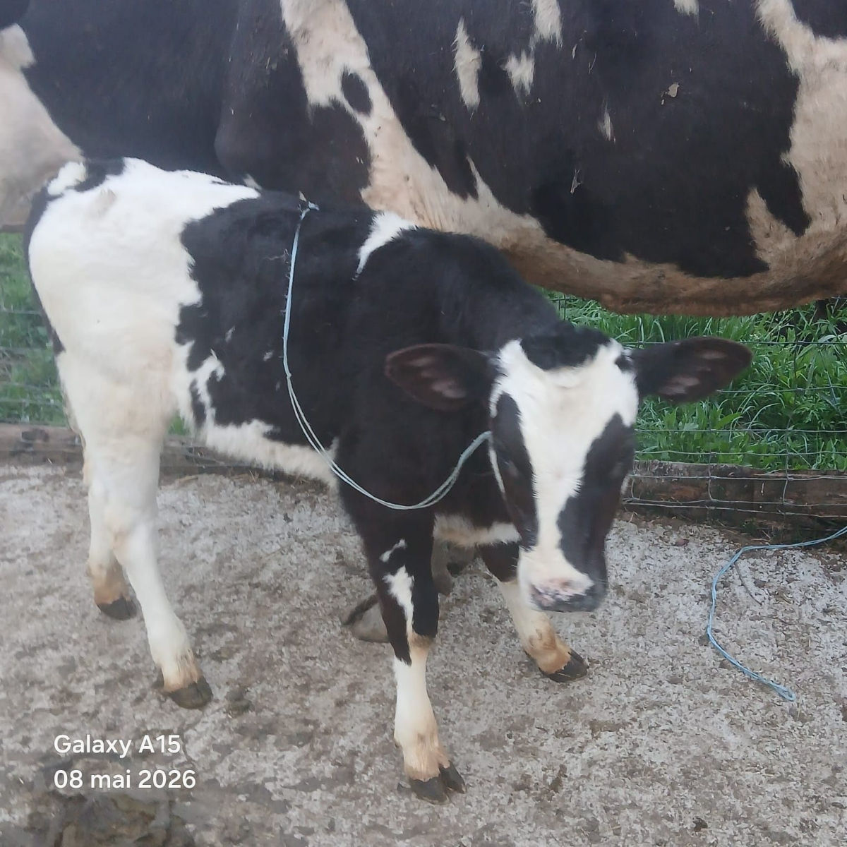 Bovine, Florești