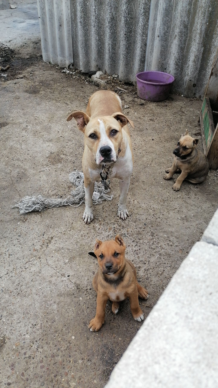 Vind catelusi rasa pitbull