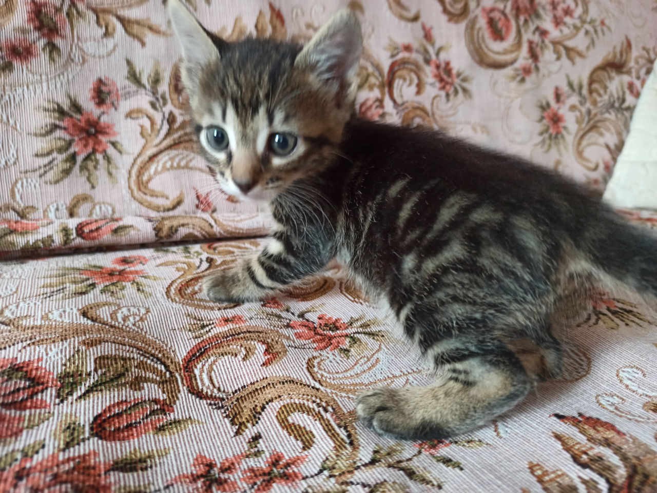 Отдам котят в хорошие руки. Две игривые девочки.