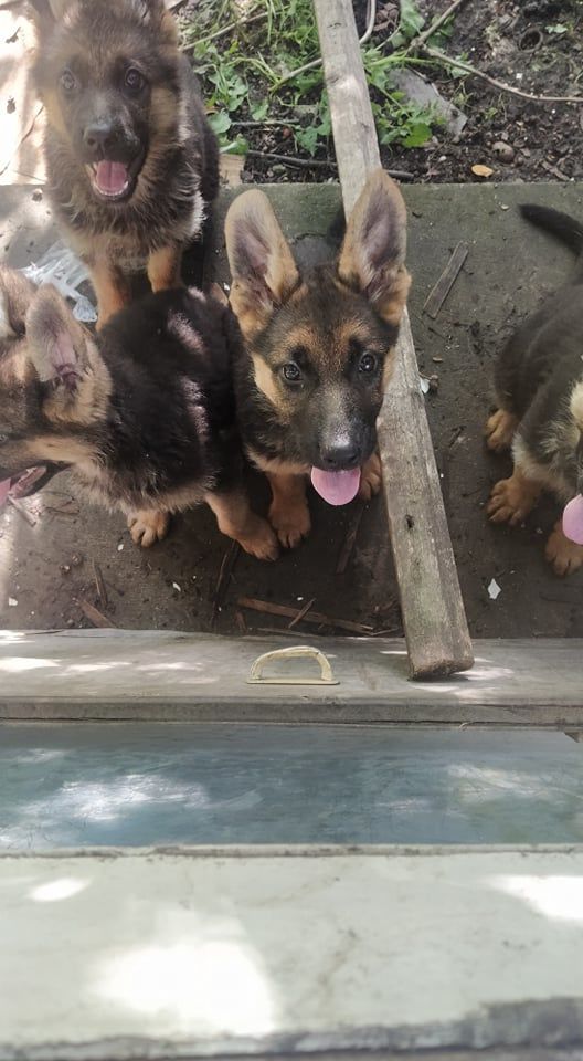 Câine Ciobănesc german Немецкая овчарка