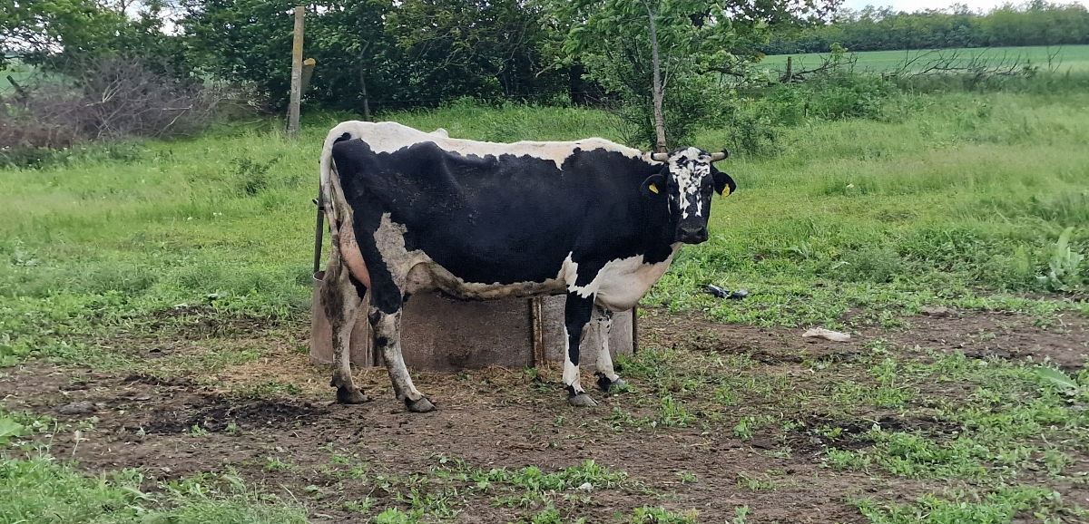 Vindem 20 vaci bune de lapte!