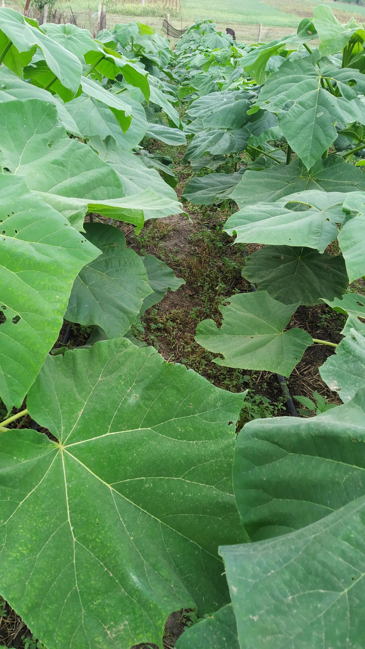 Paulownia павловния - самое быстрорастущее дерево