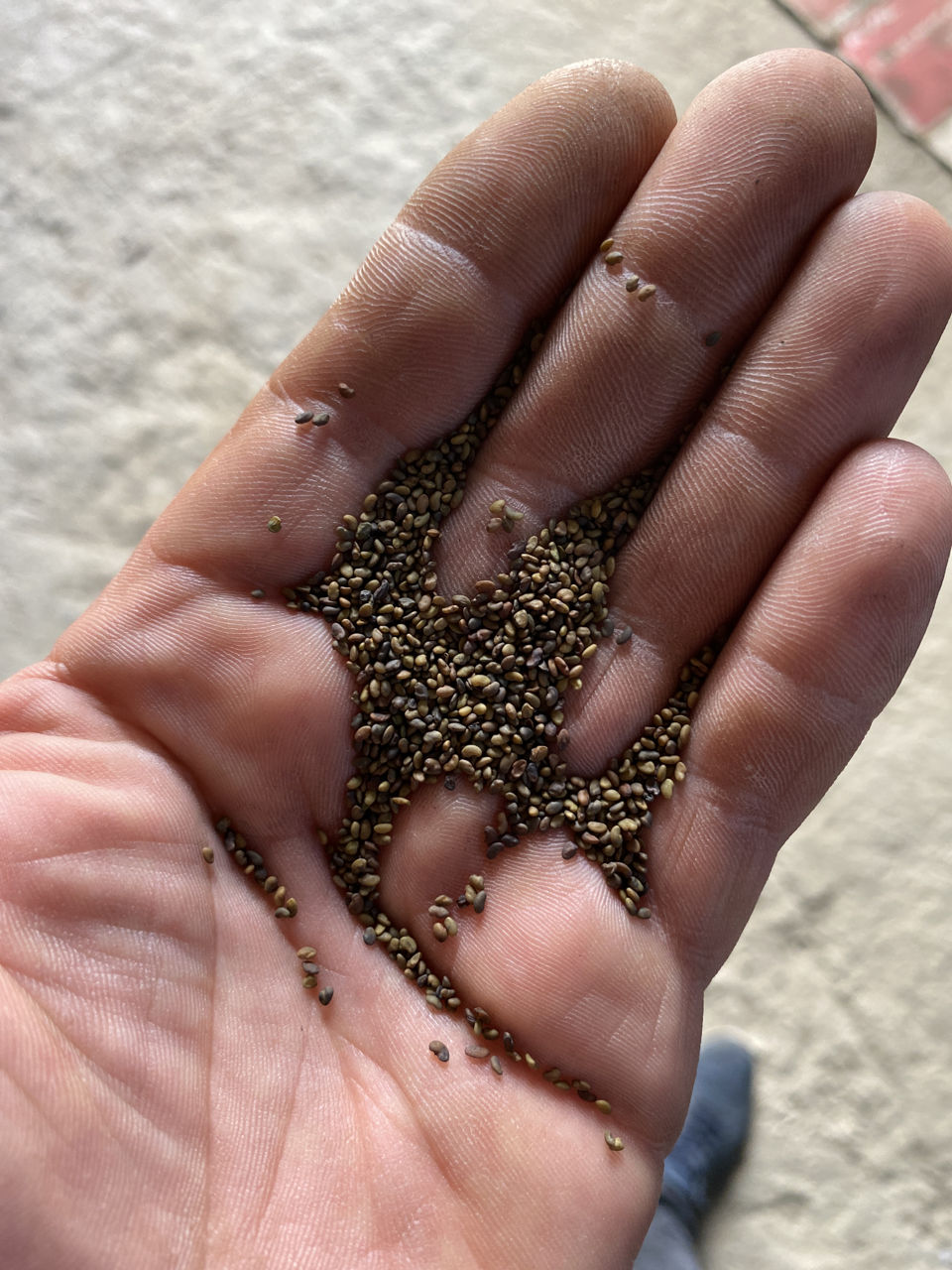 De Vinzare saminta de Lucerna 250 kg