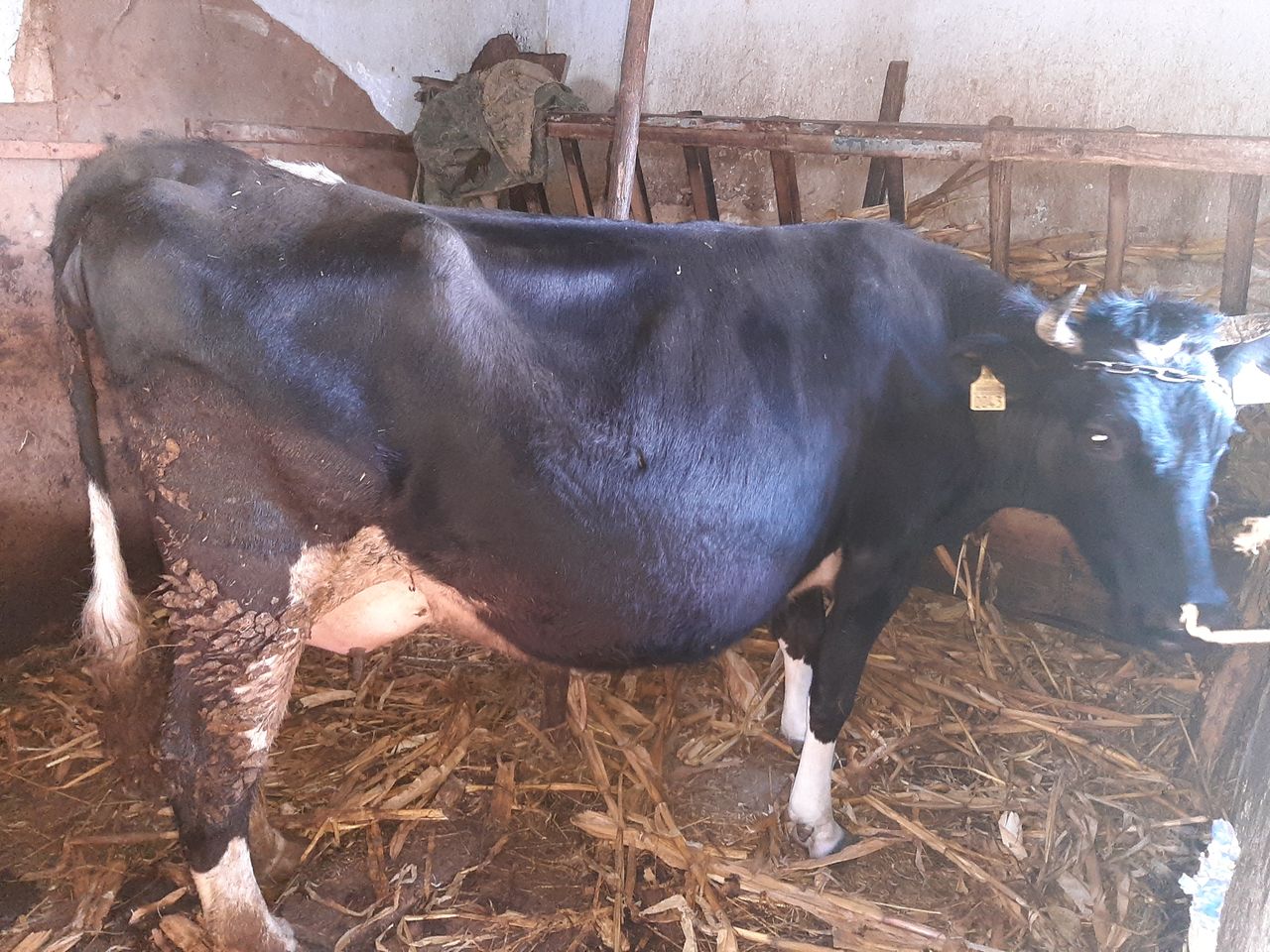 Se vinde vaca a fata