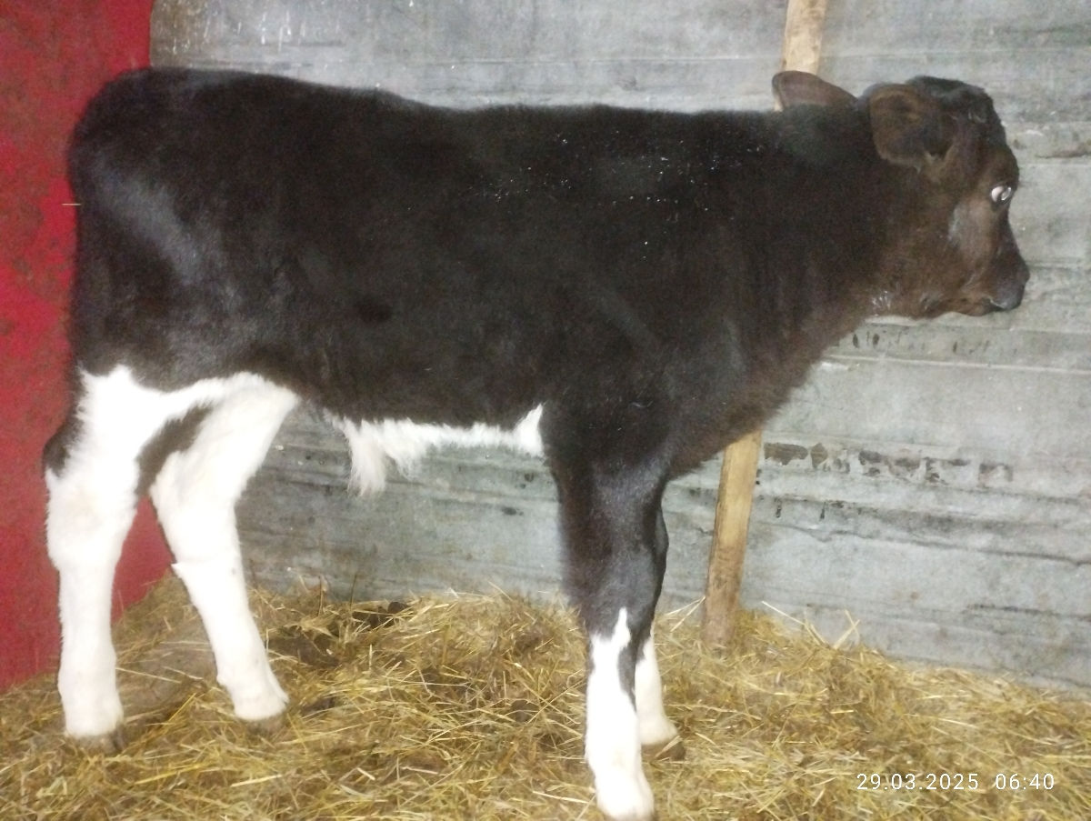 Se vinde vitel de 1 luna