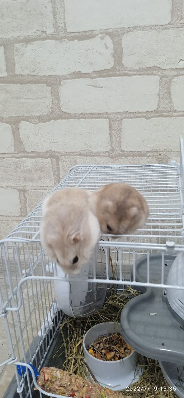 Vînd doi hamsteri de culoare rara, cu tot cu cușcă.