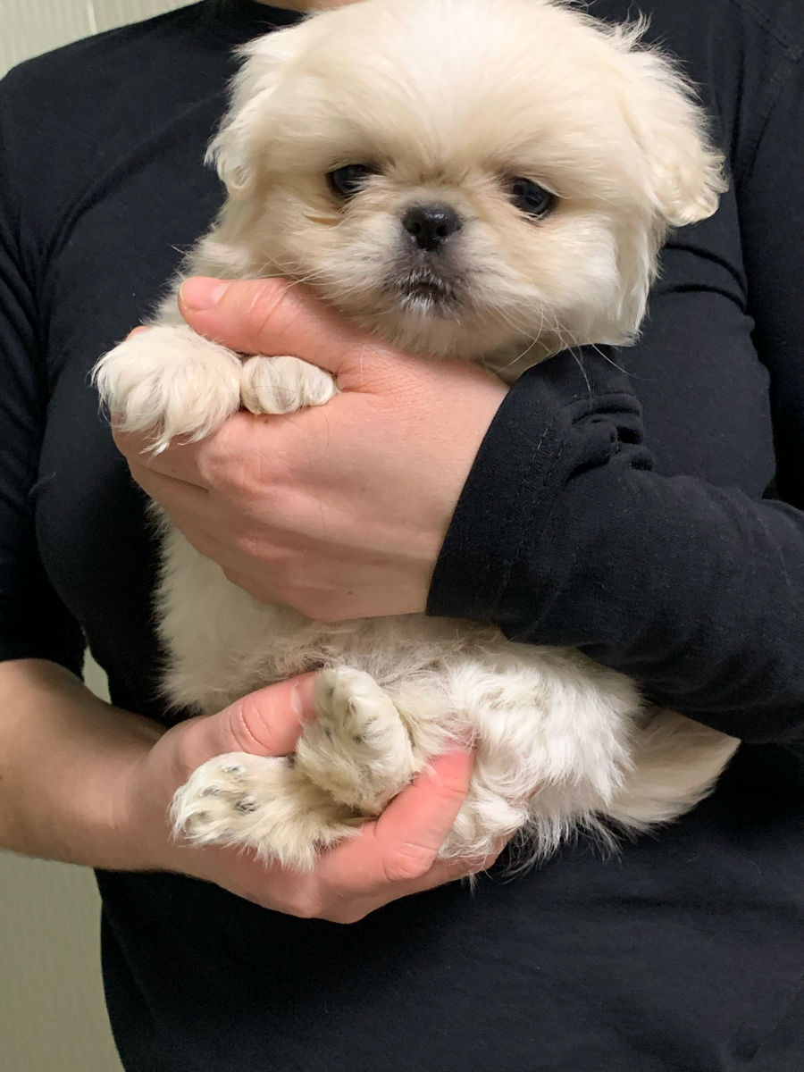 Pekinez imperial rasa curată