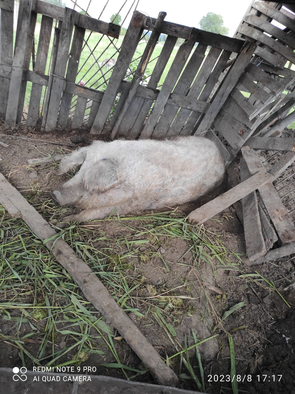 Продам супоросных свеноматок . Есть много на выбор.