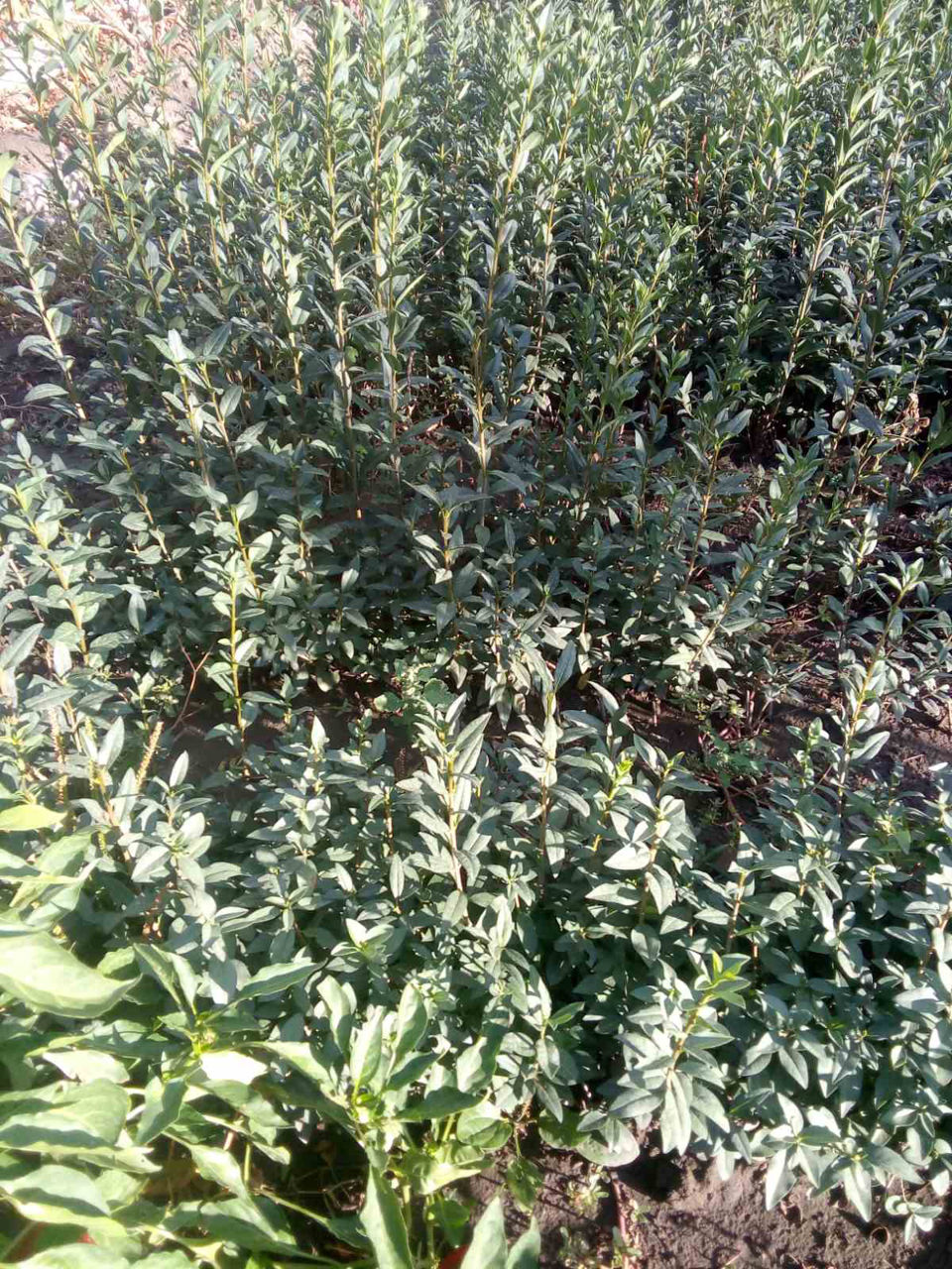 Vindem puteți de copac decorativi oțetarul roșul creșterea este rapidă