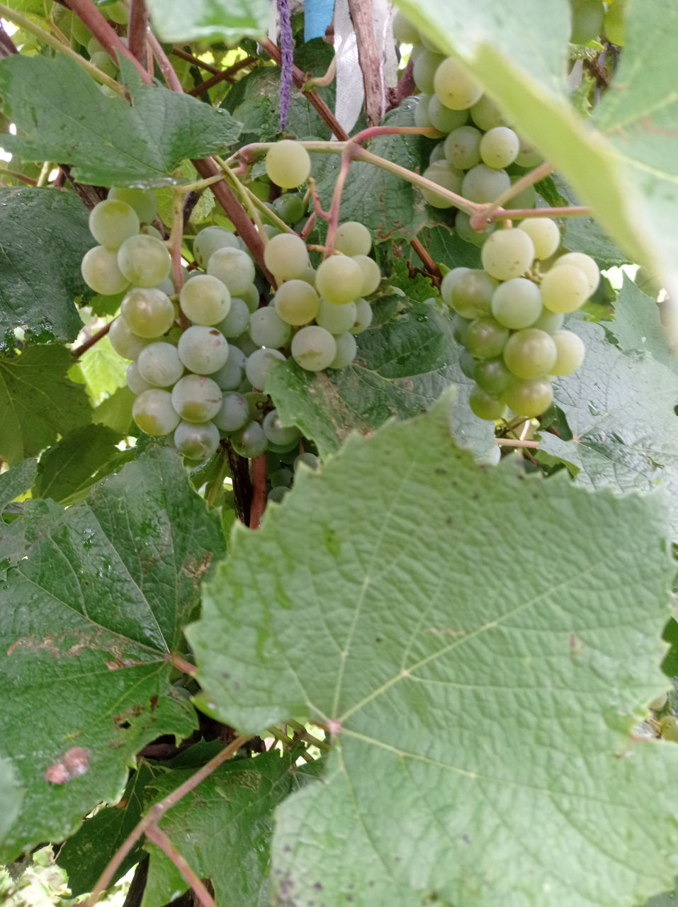 Vind poama nova sau căpșună alba cum se mai zice