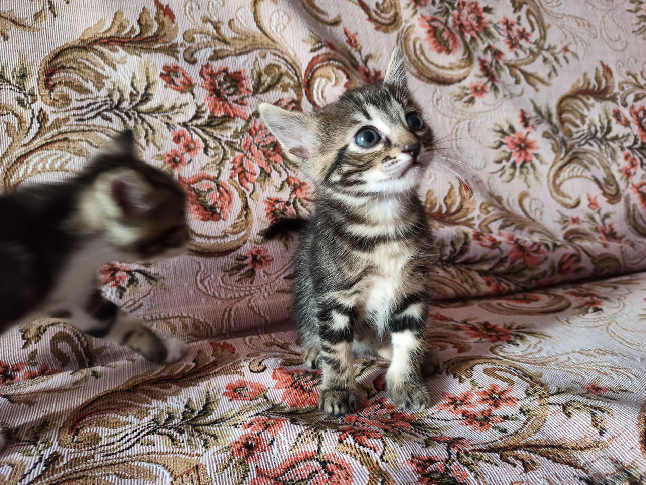 Отдам котят в хорошие руки. Две игривые девочки.