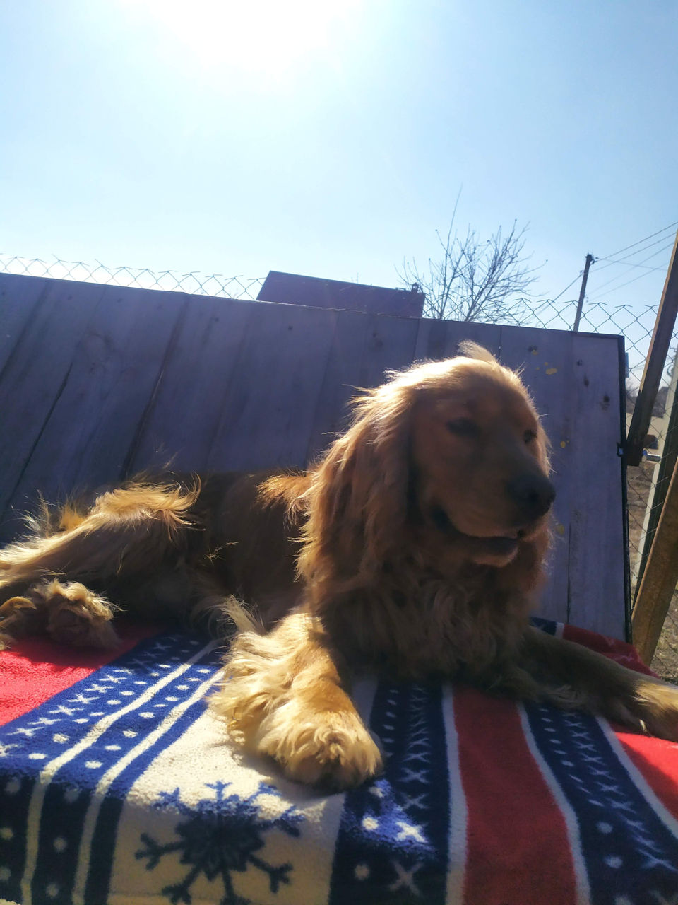Cocker spaniel englez