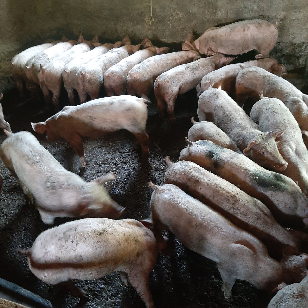 Vind purcei purcele porci la crestere cîntaresc 25-30 kg