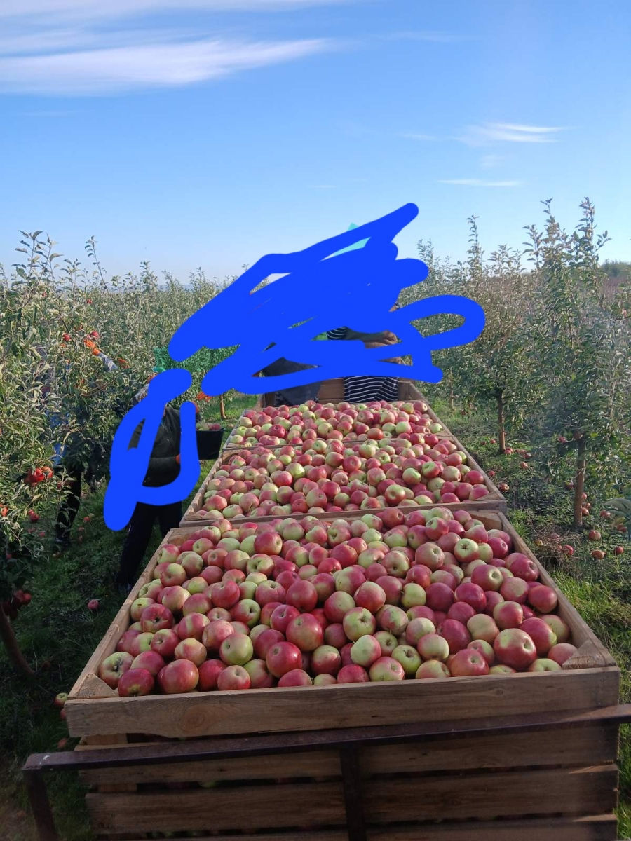 Vând măr de la frigider Aidaret