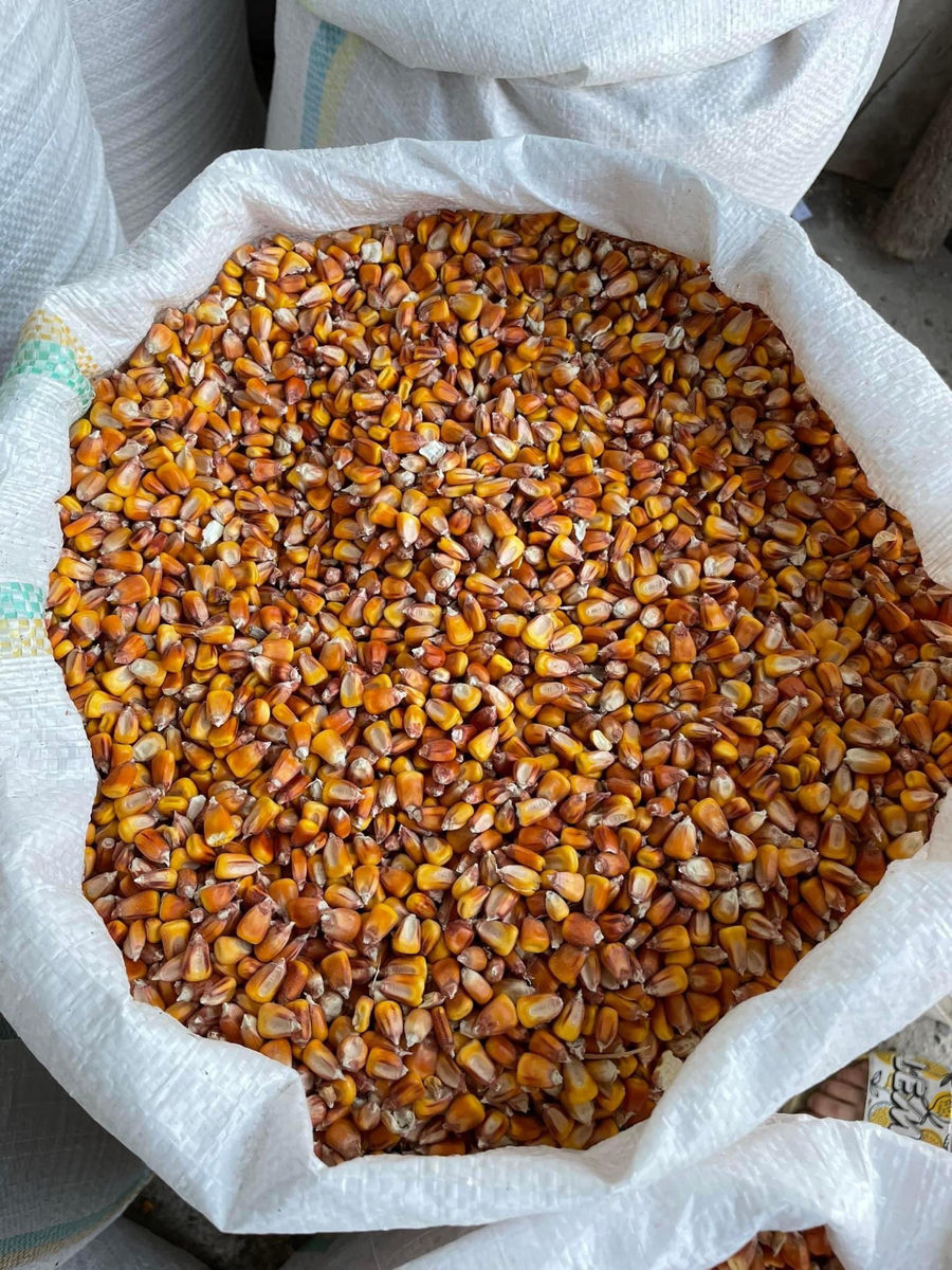 Vând porumb 4,25 În saci de 40 kg măcuc tărță grâu orz