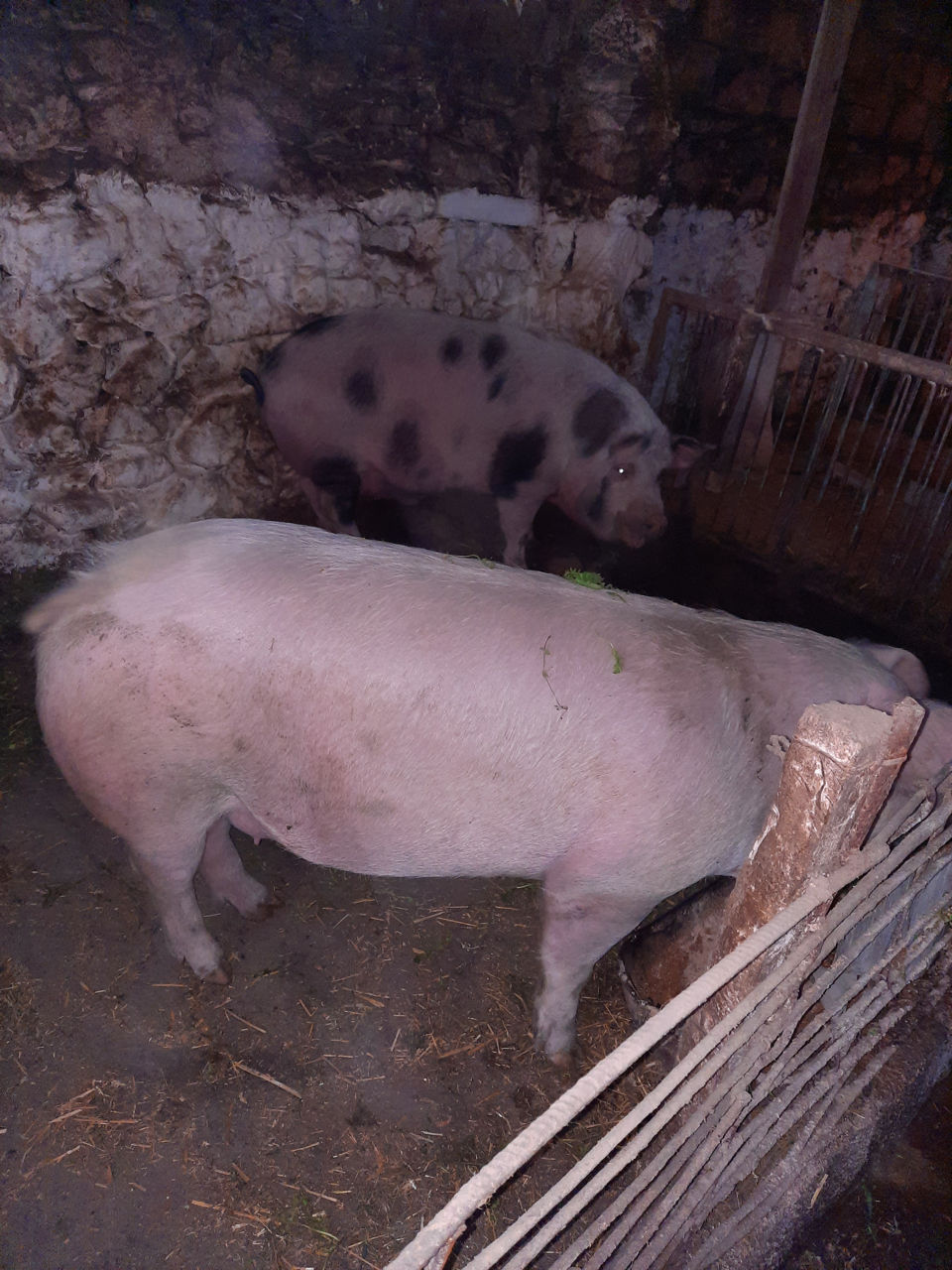 Micro Ferma porci de casa