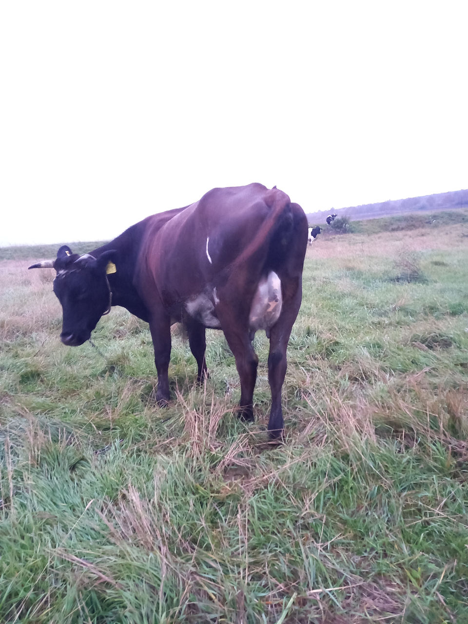 Vind 4 vaci bune de lapte