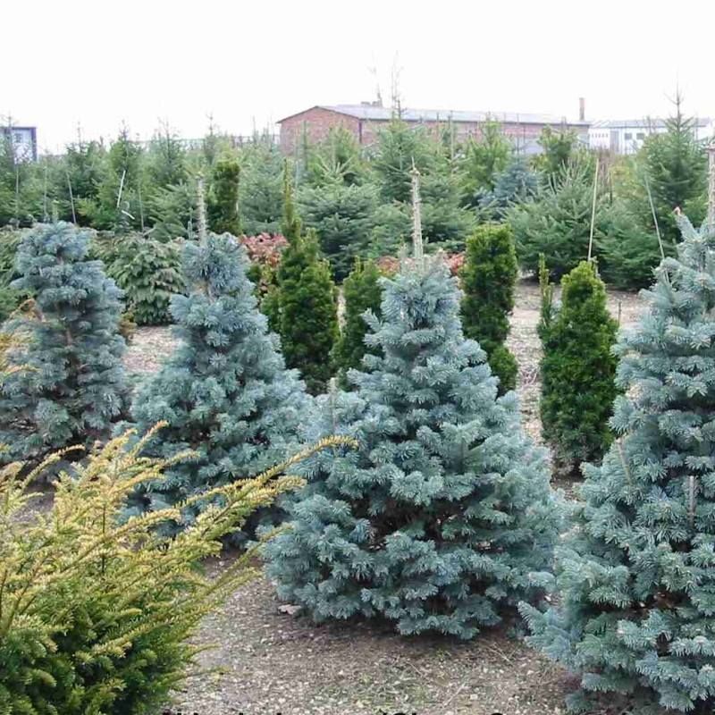 Brazi vii, naturali (în balot cu rădăcină). Livrare Gratuită