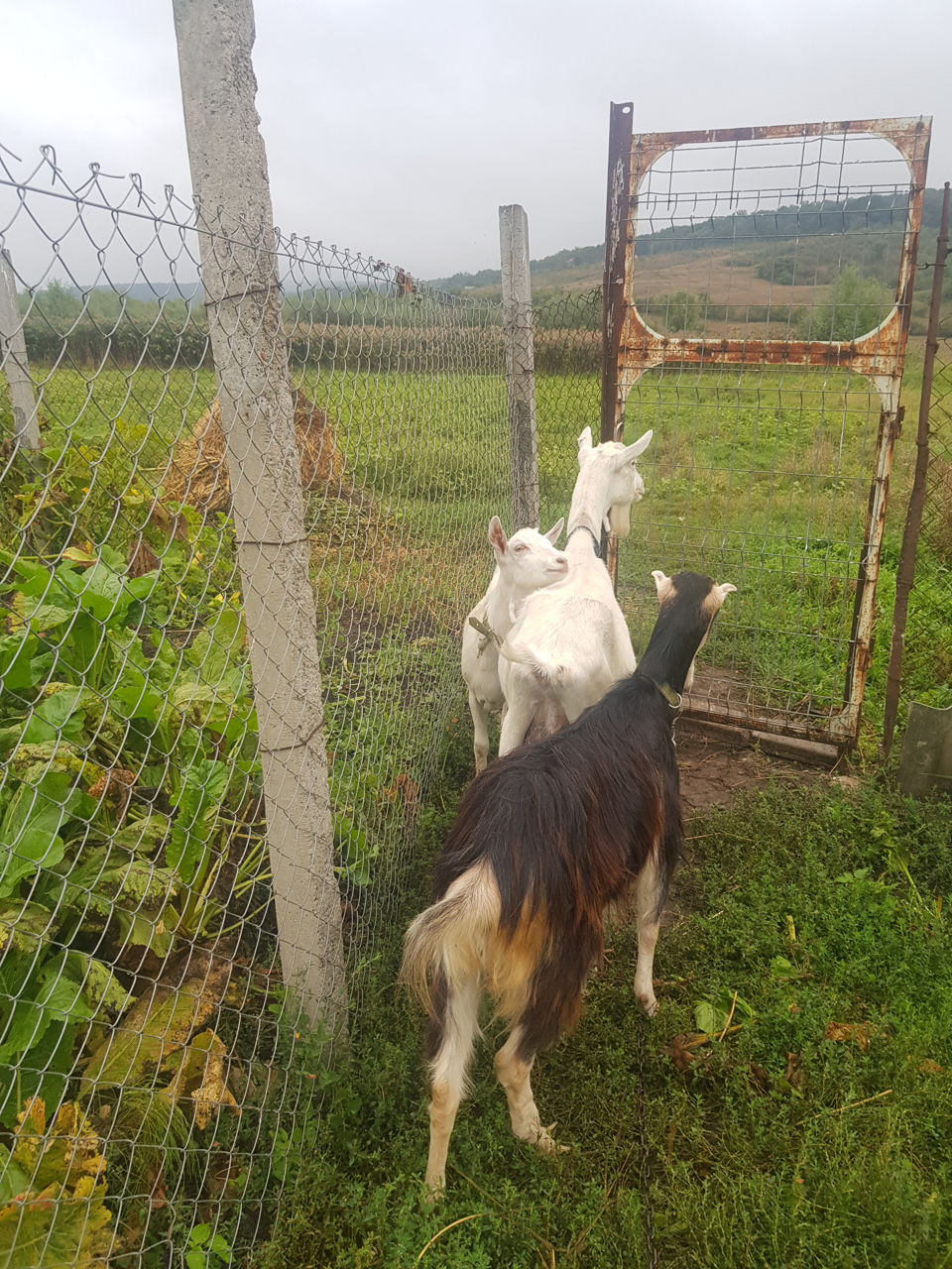 Vind capre de rasă pură Saanen si lamancea. 200 euro de cap